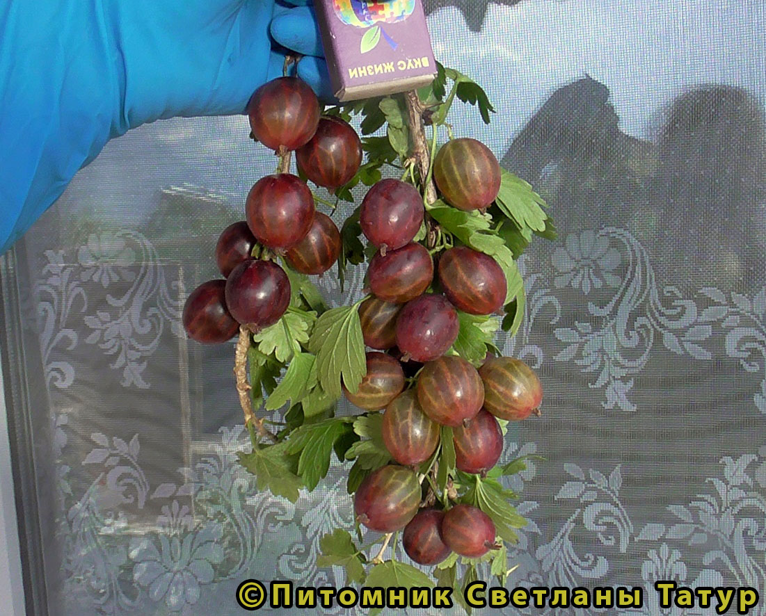 Крыжовник Галатея - описание сорта и фото ягод